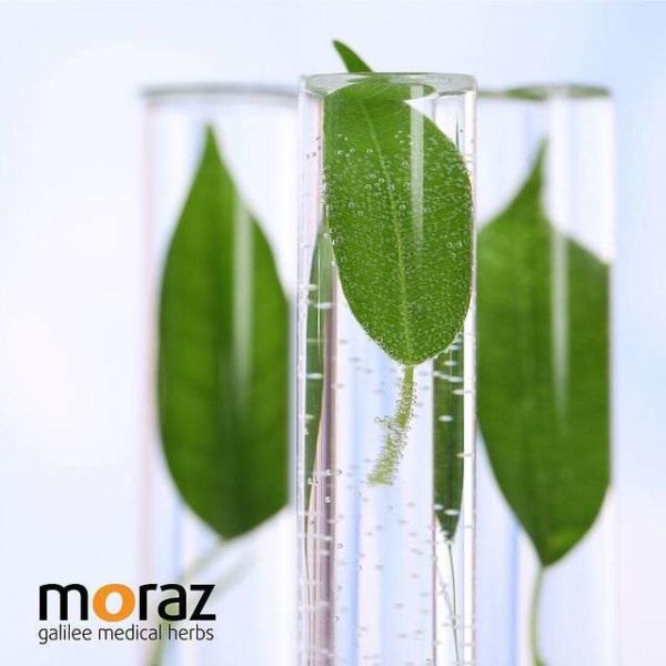 Moraz茉娜姿 展現天然草本萃取的修護力 - MORAZ茉娜姿專賣店
